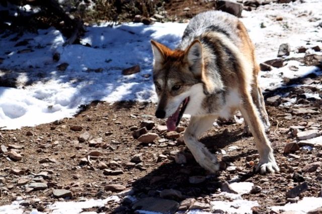 Canton du Valais: Nouvelle attaque de loup à Evolène - Le Matin