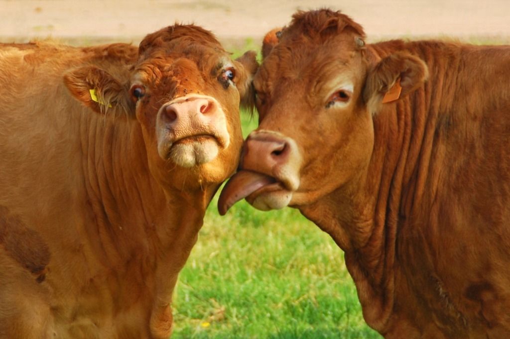 Insolite: Une app cherche à unir les vaches «avec leur âme sœur» - Le Matin