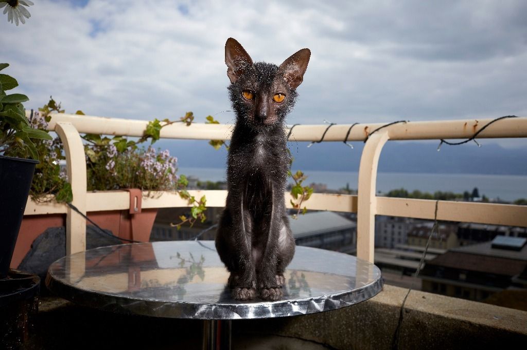 Lykoi: Un chat-garou hante Lausanne - Le Matin
