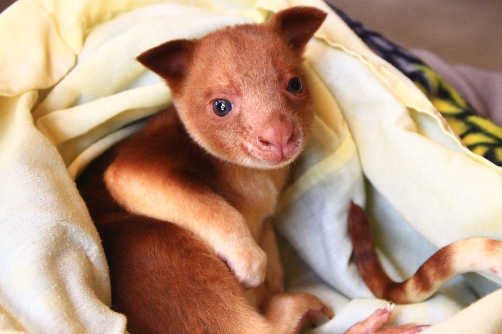 Australie: Un bébé kangourou survit en tétant un wallaby - Le Matin