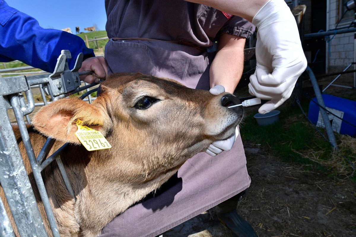 Élevage – Les «veaux en plein air» font moins de pneumonies | Tribune ...