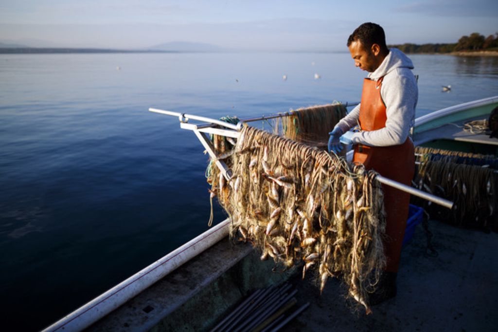 Pêche: Léman: les captures de féra continuent de baisser - Le Matin