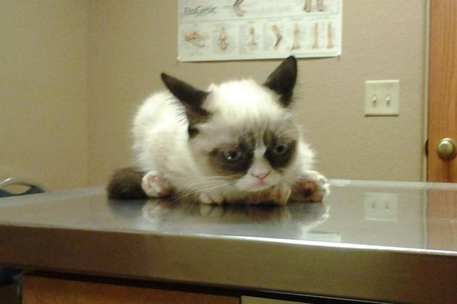 Buzz: «Grumpy Cat», le chat grognon qui fait craquer le Web - Le Matin