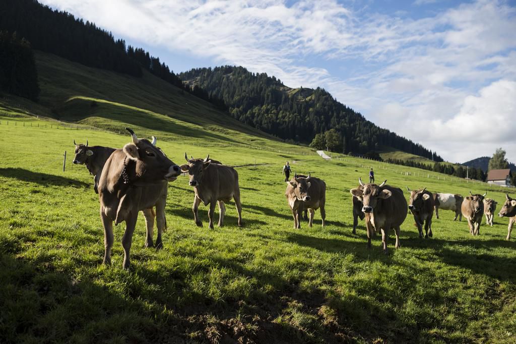Canton de Fribourg: Percutées par un train, six vaches décèdent à ...