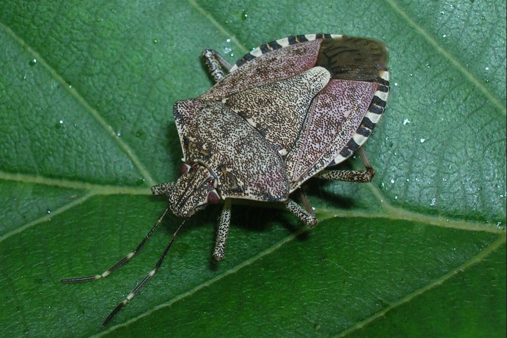 Ein Stinkkäfer aus China wird zur Plage | Tages-Anzeiger