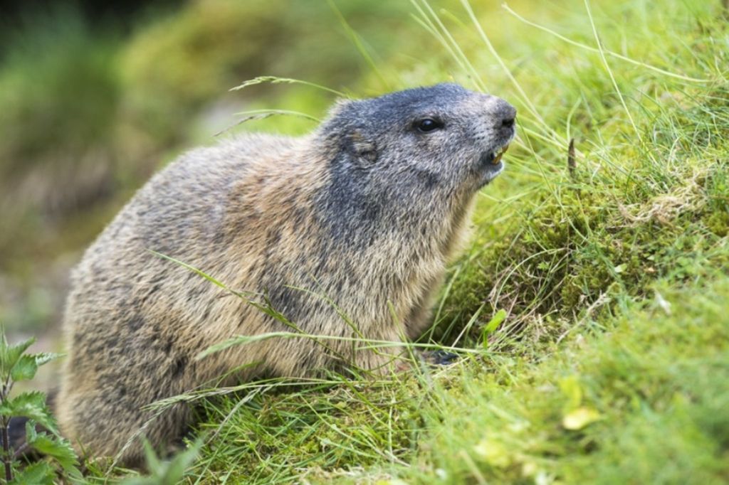 Vaud: Quatre marmottons aux Rochers-de-Naye - Le Matin