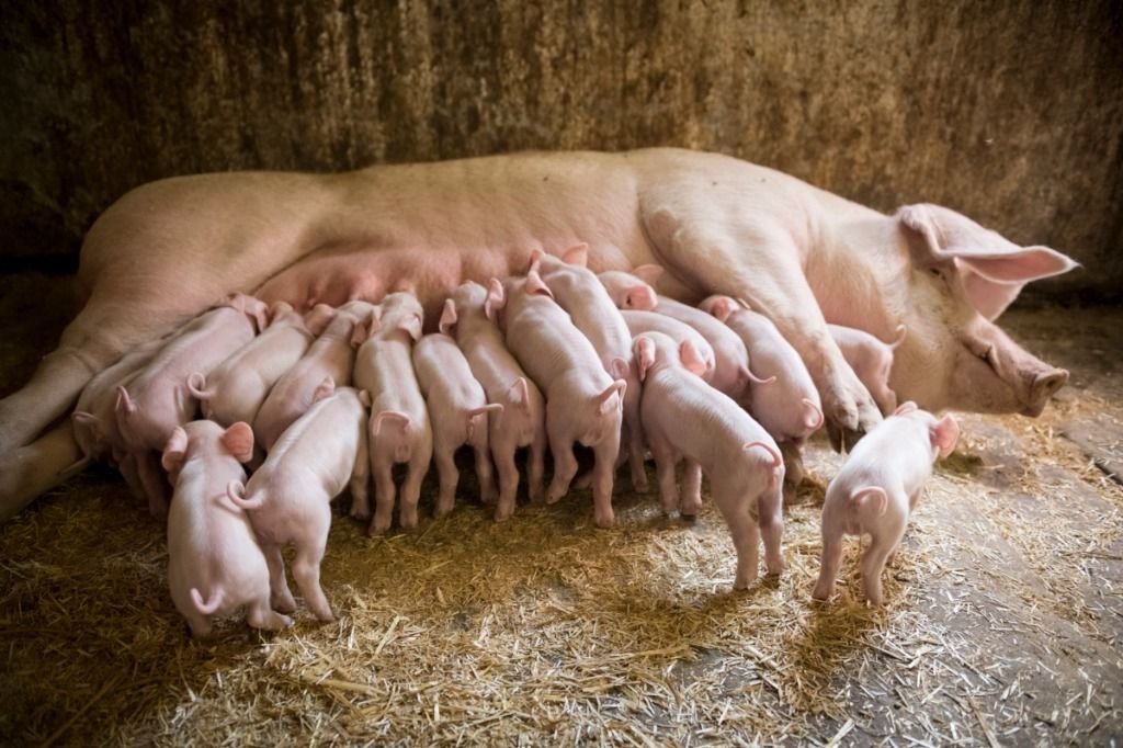 Jura: Record: 19 cochons, un par tétine! - Le Matin