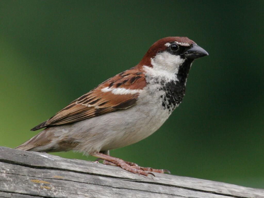 Ornithologie: Le moineau cisalpin sous haute surveillance - Le Matin