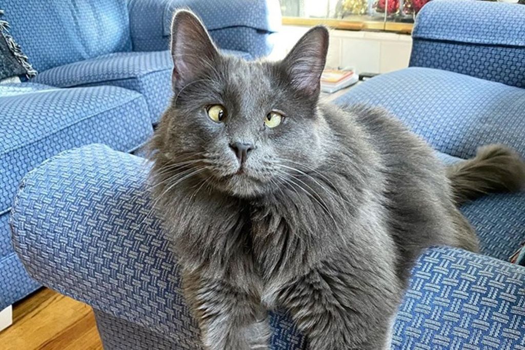 Lolcat: Ce chat qui louche fait craquer tout le monde - Le Matin