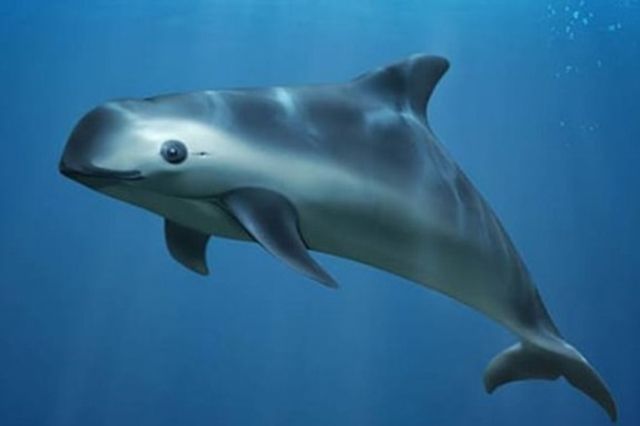 Environnement: Des marsouins du Pacifique repérés - Le Matin