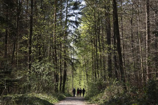 Suisse – Les forêts se portent mieux qu’il y a huit ans | Tribune de Genève