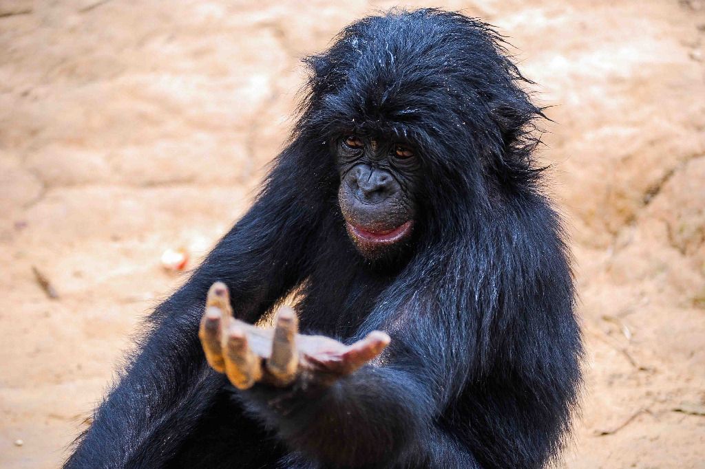 Science: Les bonobos s'adaptent à leur interlocuteur - Le Matin
