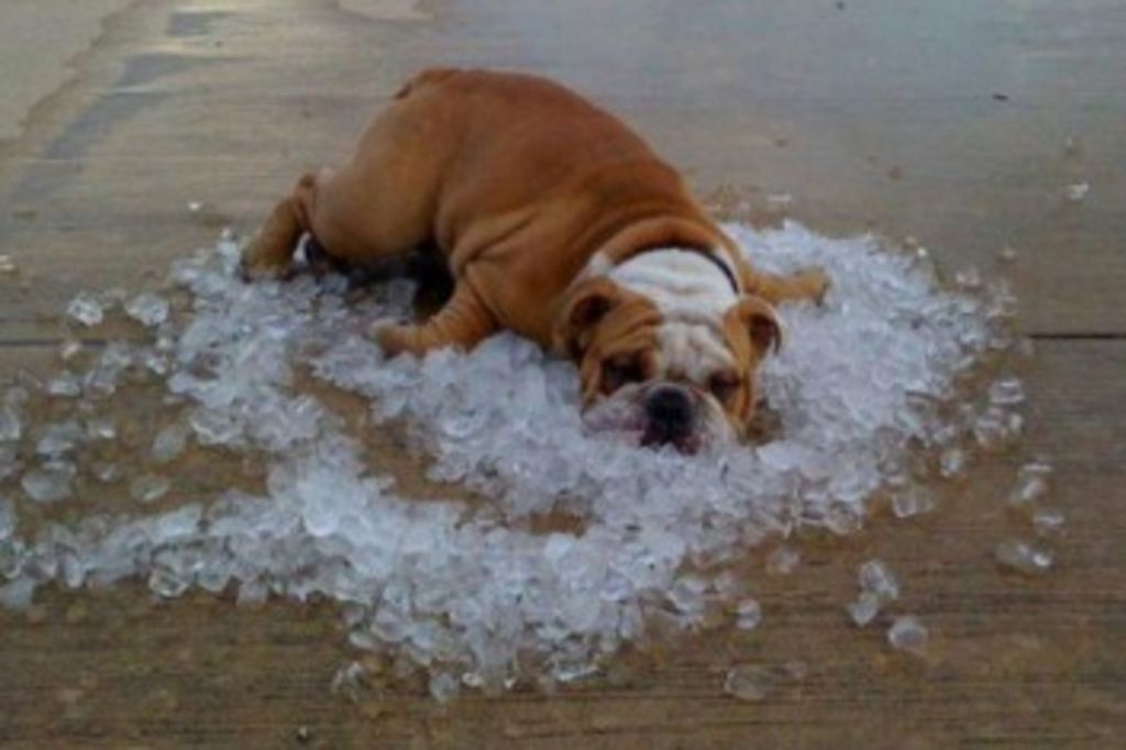 Trop chaud: Sous la canicule, l'humour (pas toujours très fin) - Le Matin