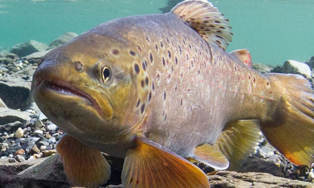 Das ist der Fisch des Jahres | Der Bund