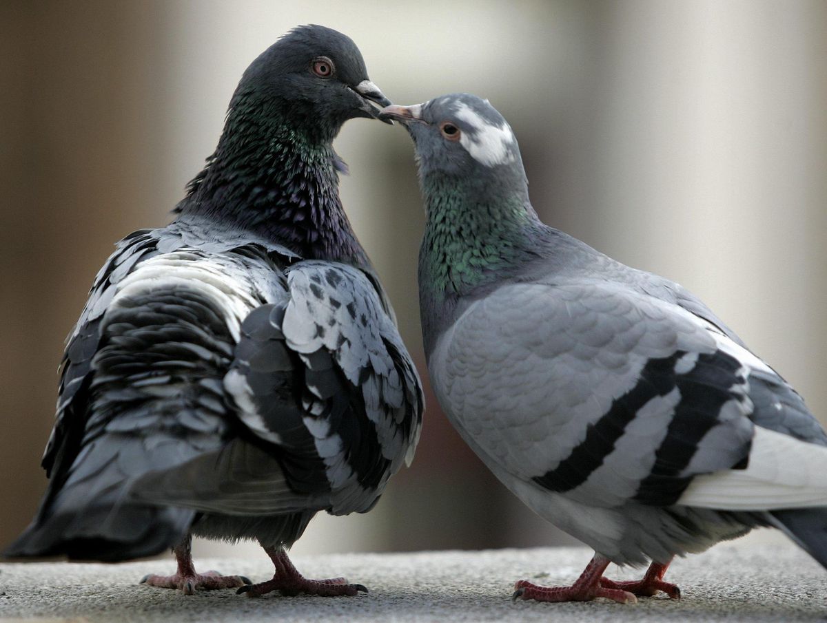 Encre bleue – Une vie de pigeon | Tribune de Genève