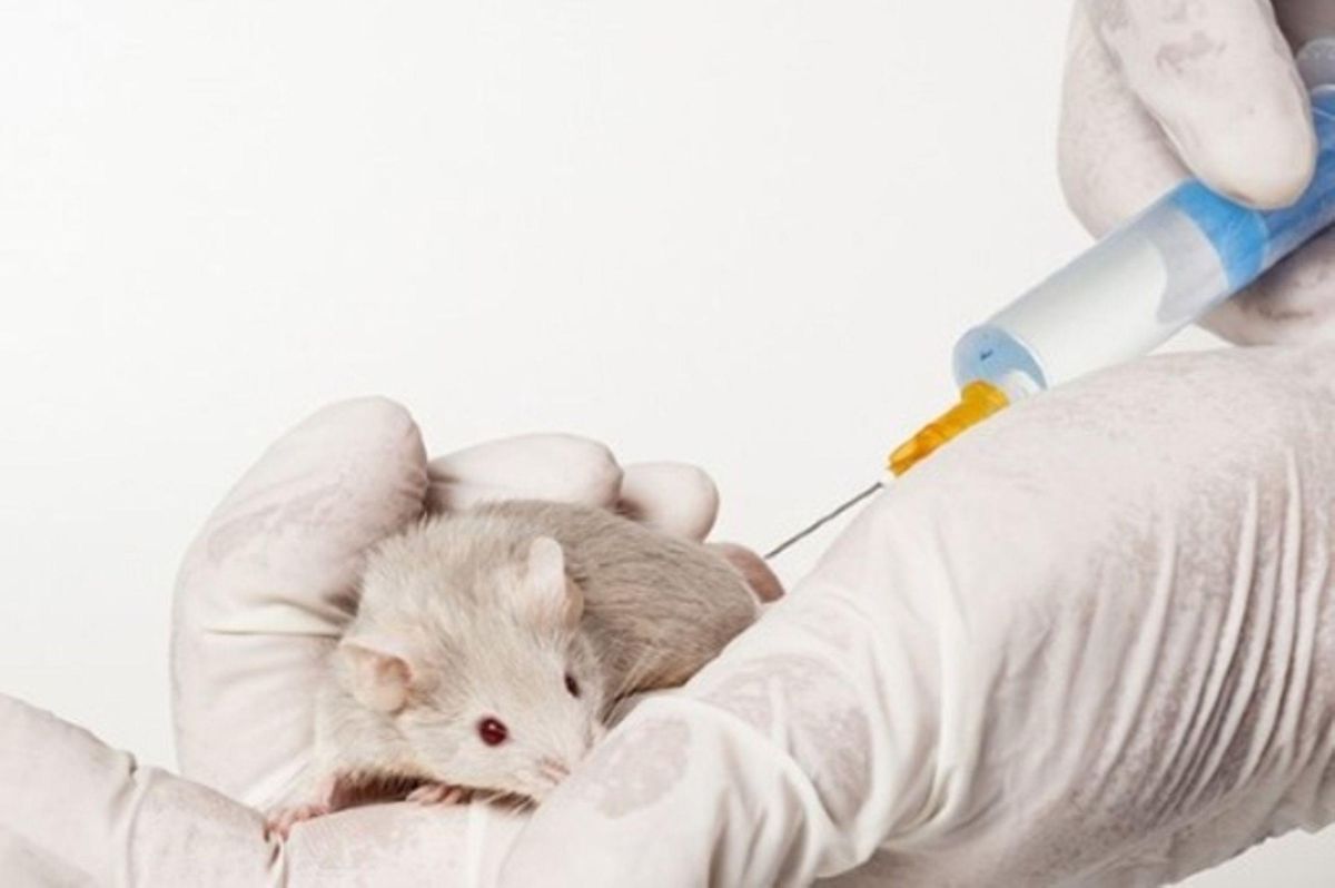Expérimentation animale – Comment doper les alternatives à la ...