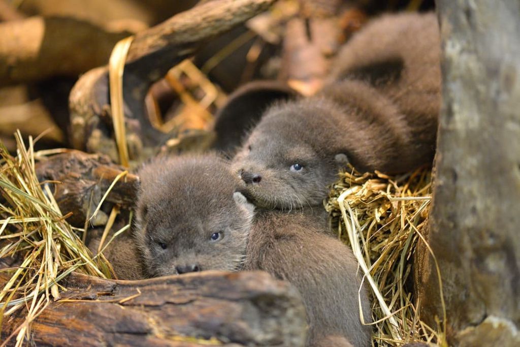 Come-back animalier – La loutre est de retour en Suisse | Tribune de Genève