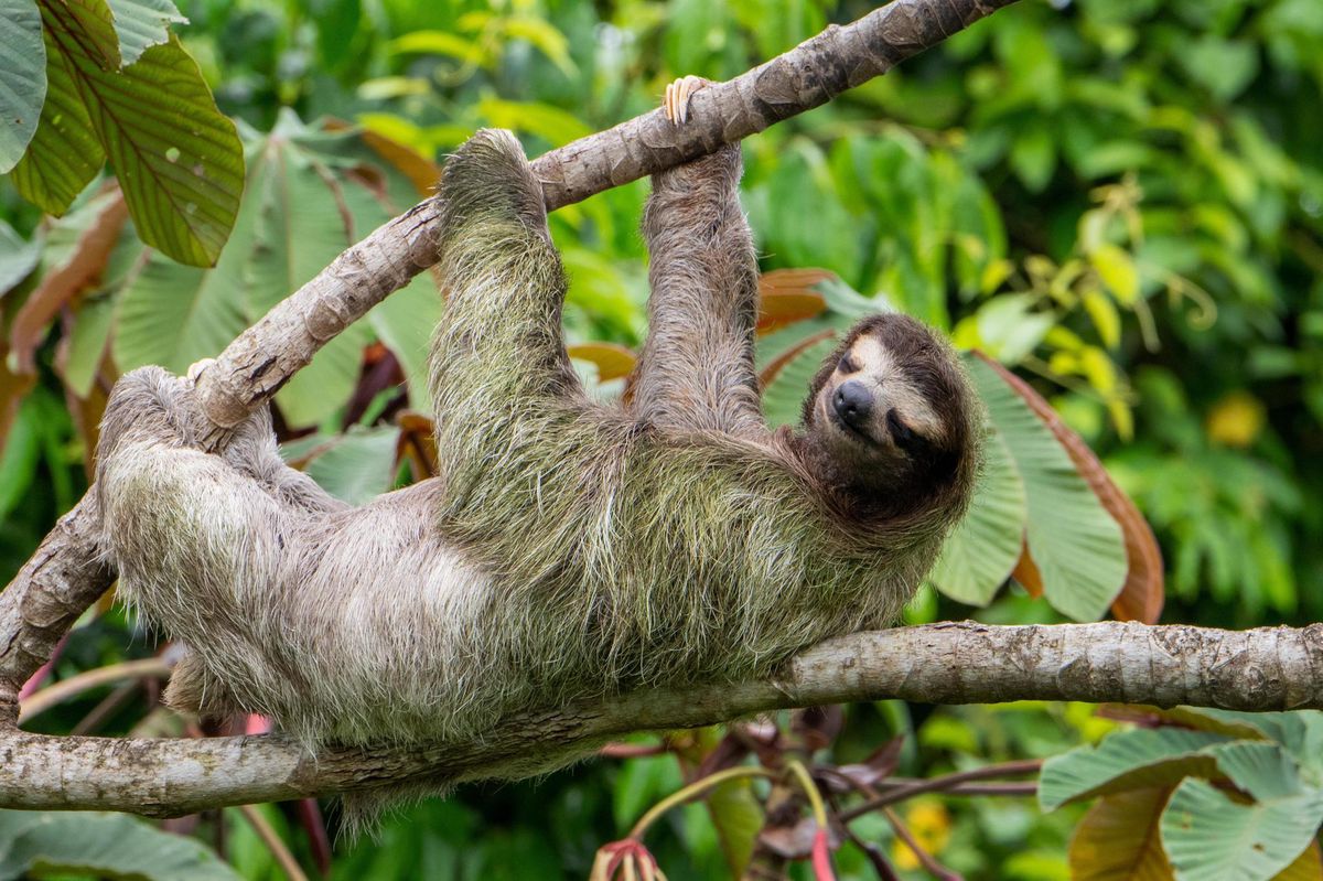Comparaison Humain Et Animaux Paresseux Tu Parles 24 Heures