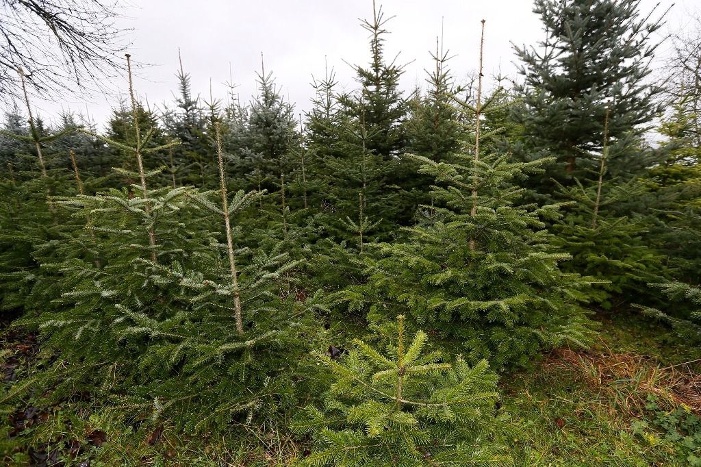 O Tannenbaum | Der Landbote