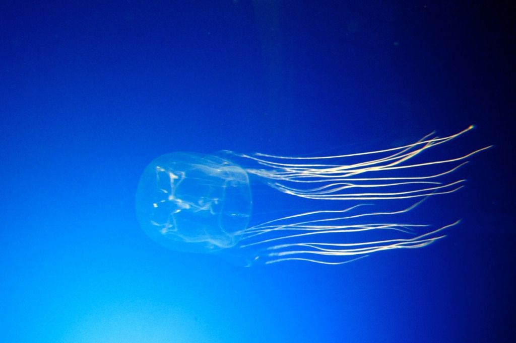 Australie: La piqûre des méduses-boîte ne sera plus mortelle - Le Matin