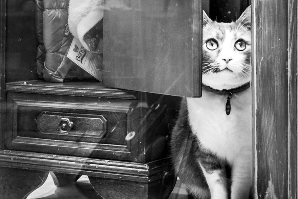 Photographie: Ces chats passent leur vie dans des lieux insolites - Le ...