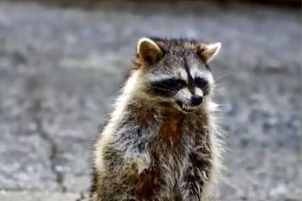 Animaux – Le raton laveur est de retour dans le Jura | 24 heures