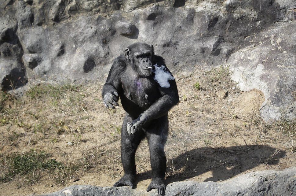 Rauchender Affe lockt Besucher in den Zoo | Tages-Anzeiger