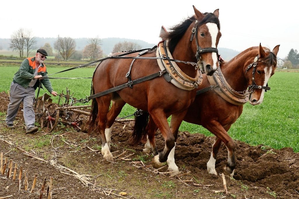 Sie ziehen jetzt den Pflug statt das Rösslitram | Der Landbote