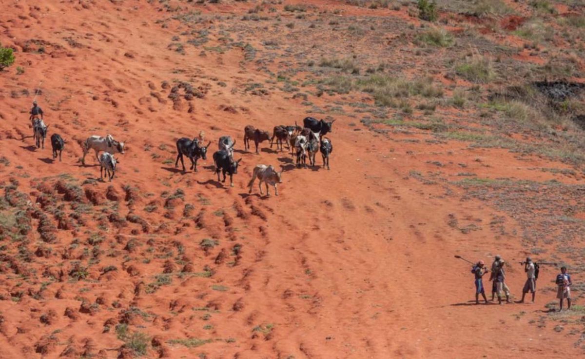 Un documentaire à bosse – Sur la piste d’un drôle de zébu | 24 heures
