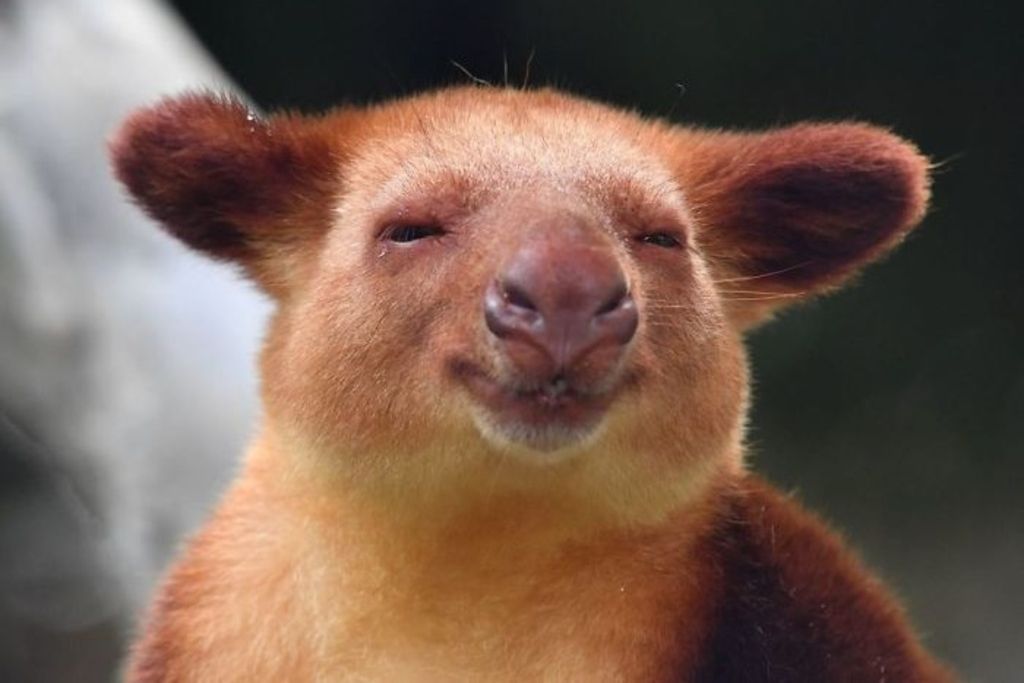 Adorables: Des kangourous qui vivent dans les arbres - Le Matin