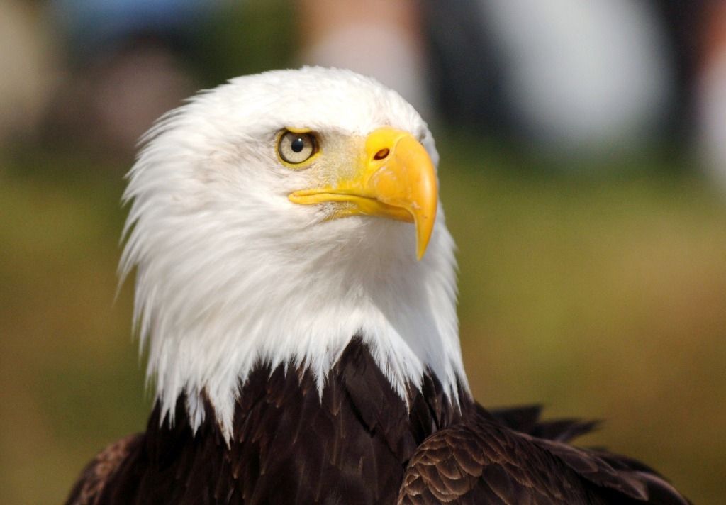 France: Le rapace «fugueur» retrouvé... à 600 km de là - Le Matin