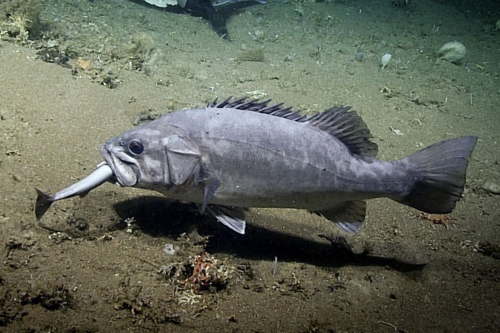 Vorace: Un poisson géant avale un requin d’un coup - Le Matin
