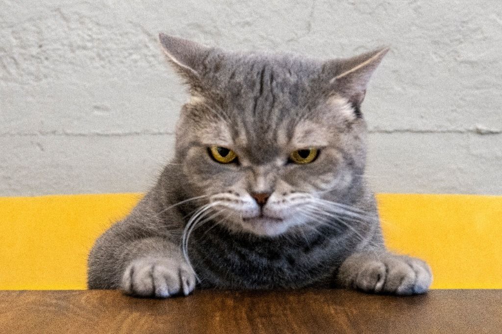 Comportement: L'homme comprend mal les expressions du chat: et vous ...