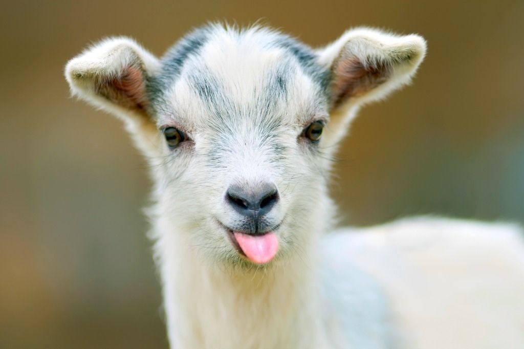 Le premier qui rira...: Les chèvres préfèrent les visages souriants ...