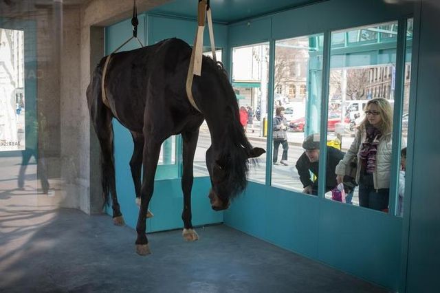 Choquant: Un cheval mort, c'est de l'art? - Le Matin