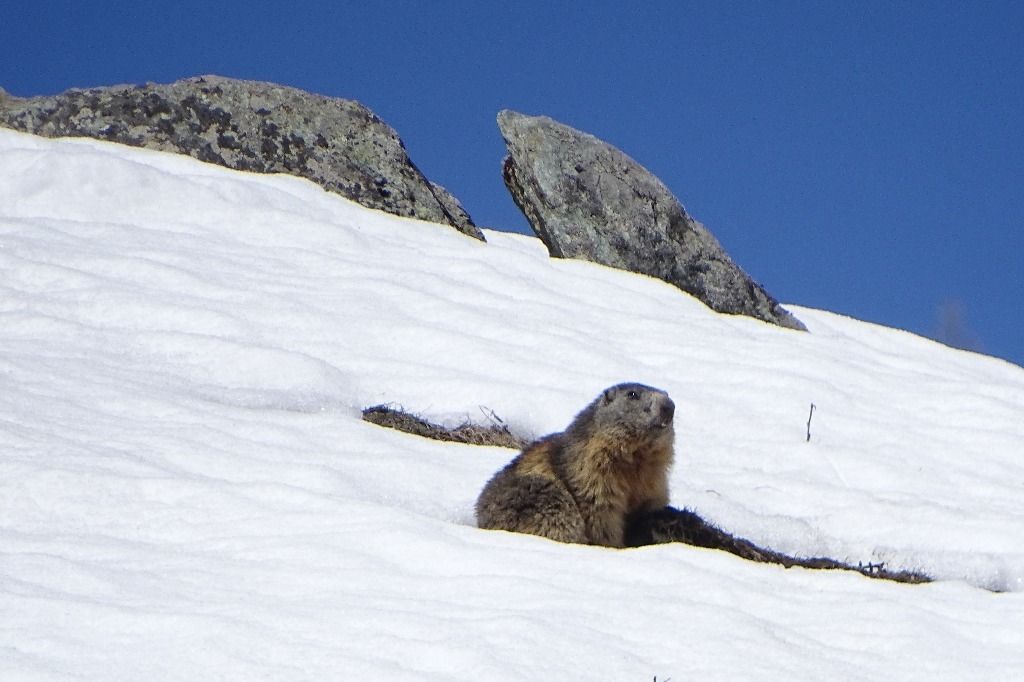 Valais: «Ces marmottes annoncent la fin du froid hivernal» - Le Matin