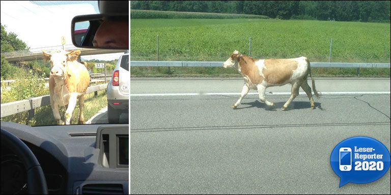 Rasen statt Grasen: Rindvieh auf der Autobahn - 20 Minuten