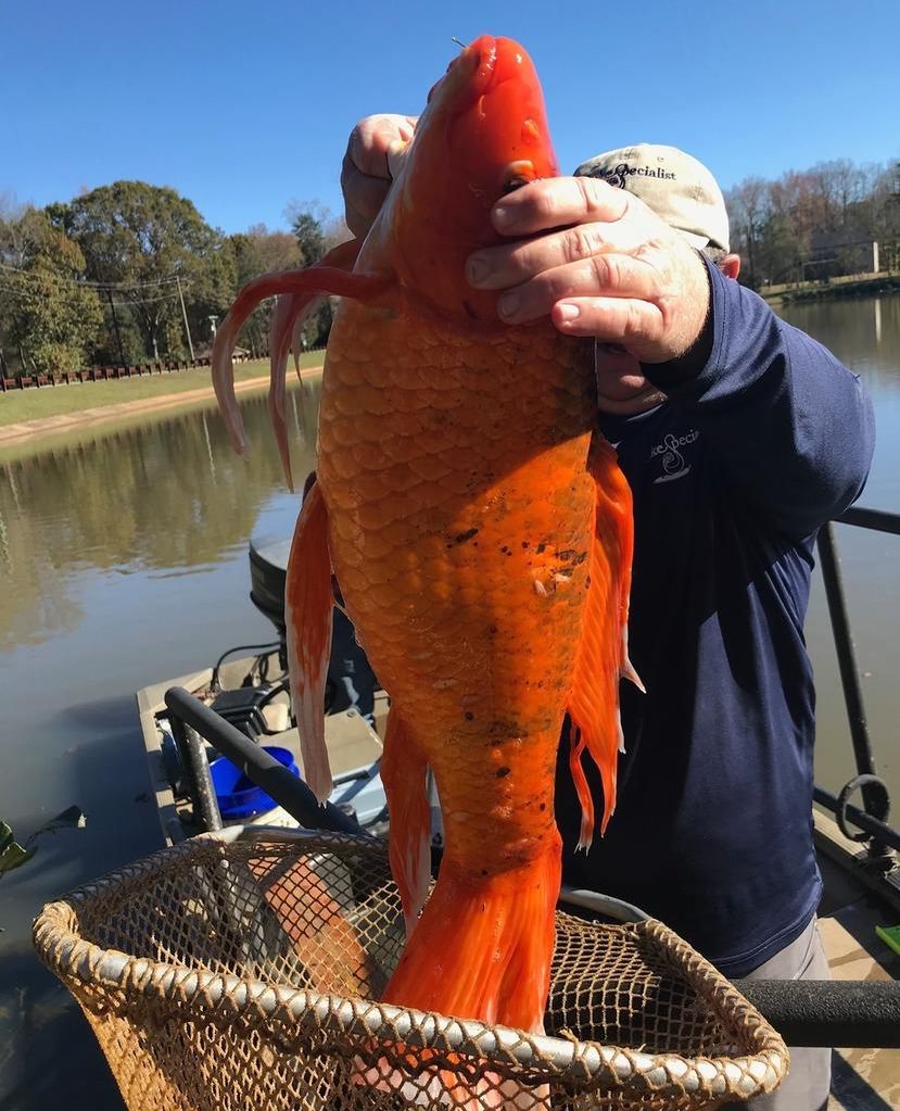 États-Unis: Un poisson rouge géant découvert dans un lac - Le Matin