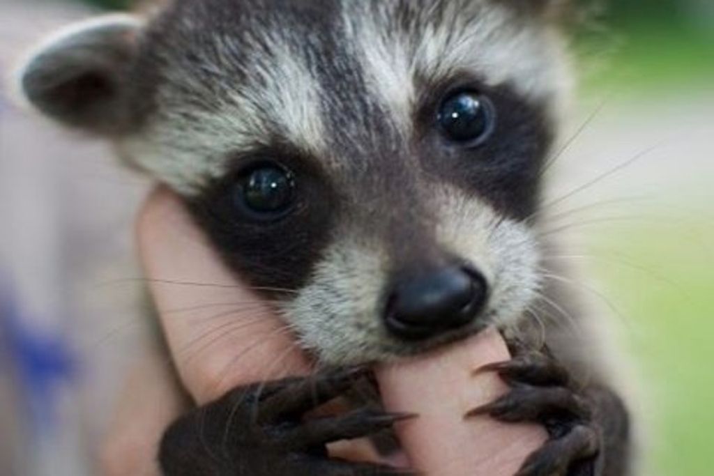 Adorables: Des bébés animaux vraiment trop mignons - Le Matin