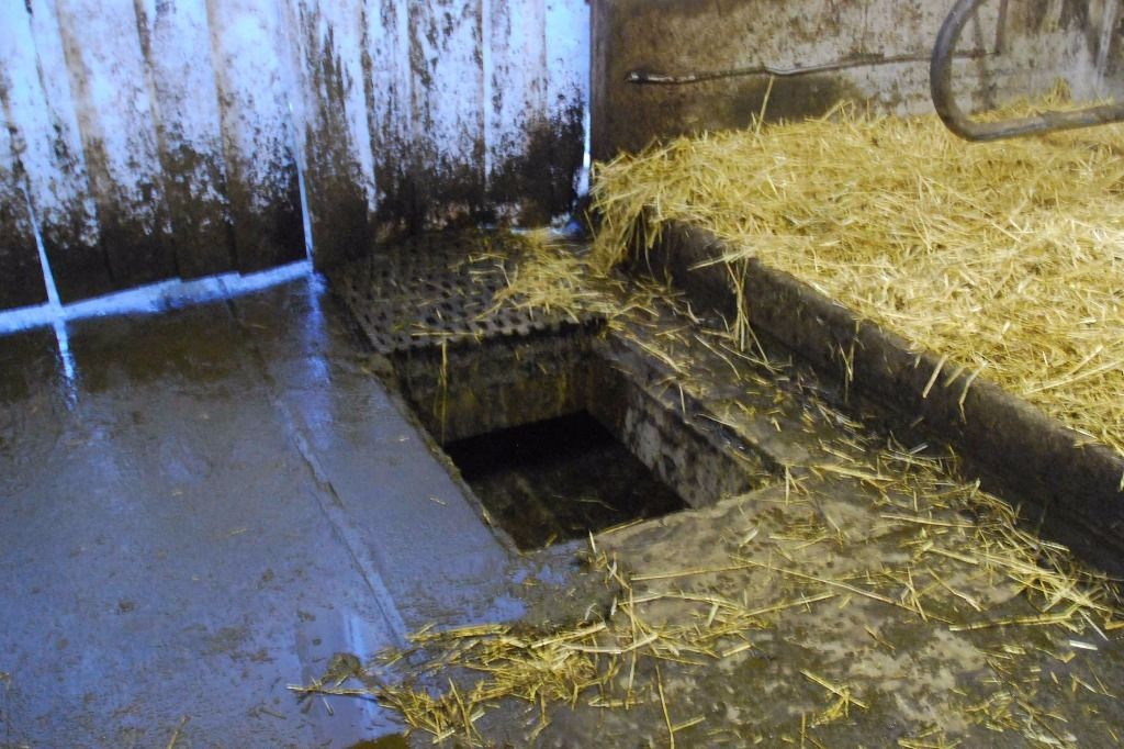 Suisse: Deux vaches se tuent dans une fosse à purin - Le Matin