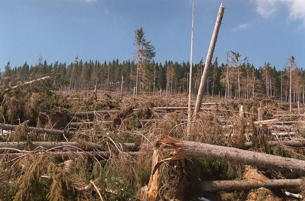 20 ans après la tempête «Lothar», la forêt est devenue plus résistante ...