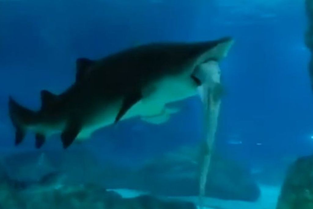 Séoul: Un requin en mange un autre dans un aquarium - Le Matin