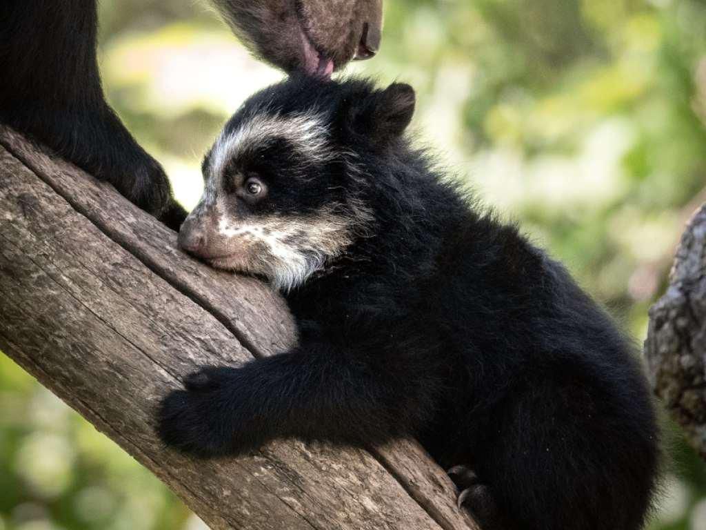 Zoo de Zurich – Un ourson à lunette sort enfin de sa «tanière» | 24 heures
