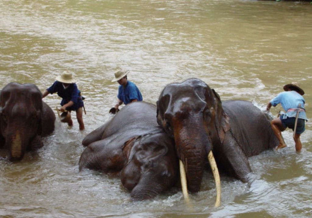 Birmanie: La déforestation pousse les éléphants vers les villages - Le ...