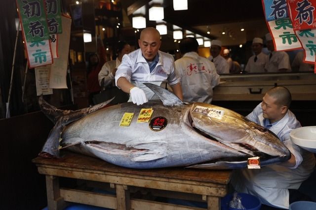 Japon – Il paie 1,7 million de francs pour un thon géant | 24 heures