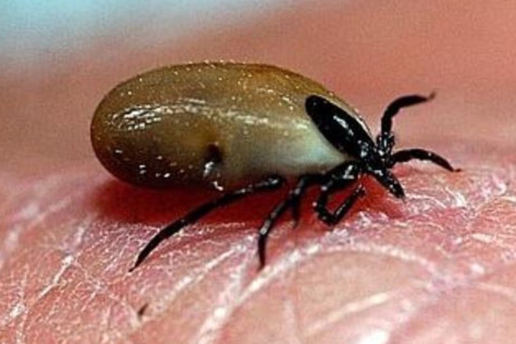 Suisse: Les tiques ont déjà piqué 4000 personnes en 2016 - Le Matin