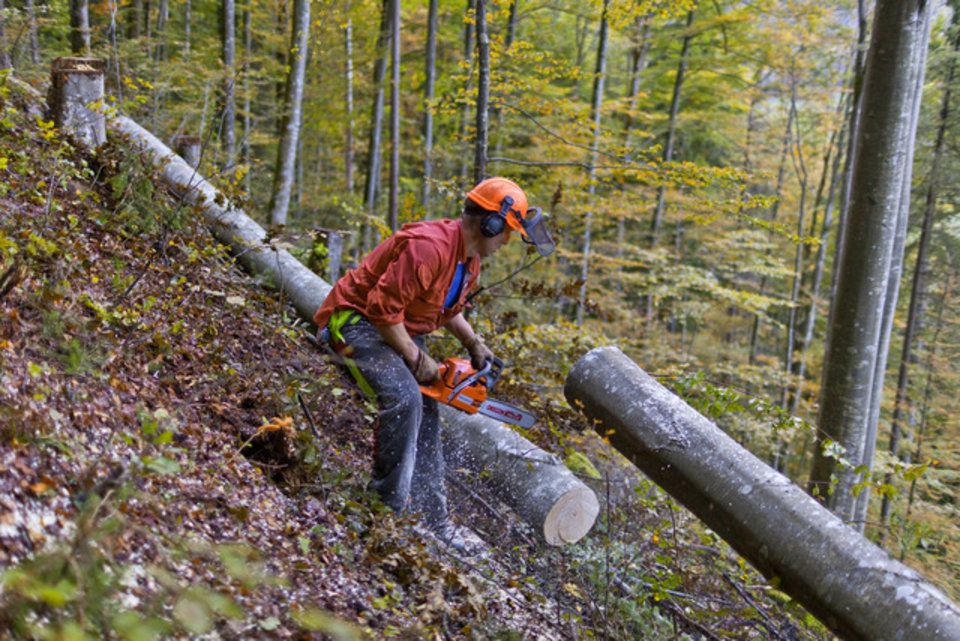 Les meilleurs bûcherons se retrouveront à Vallorbe | 24 heures