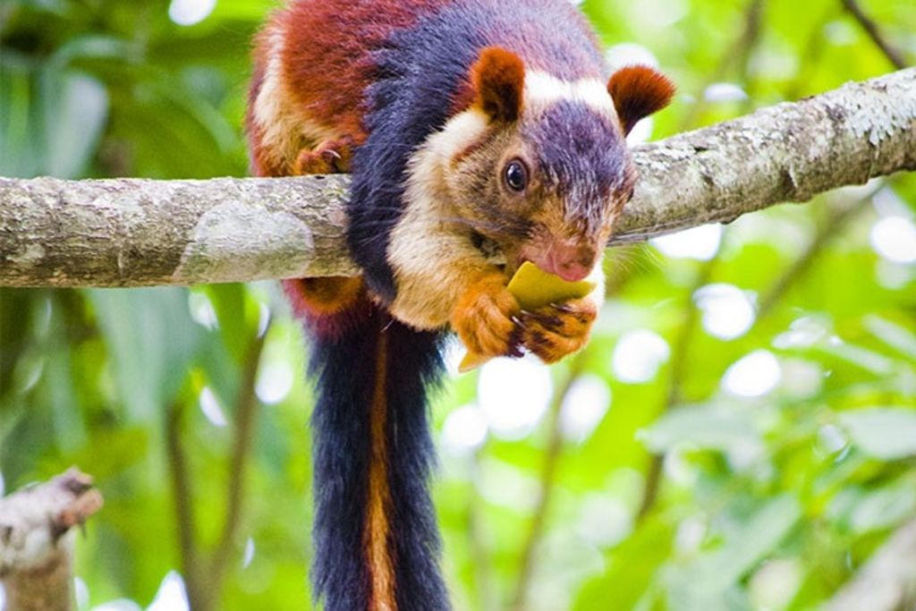 Panache: Le plus joli des rongeurs vit dans les arbres - Le Matin