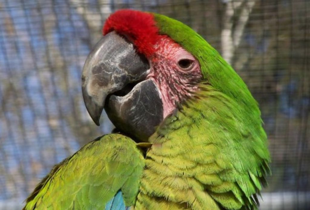 Deux perroquets rares sur la liste des espèces en danger - Le Matin