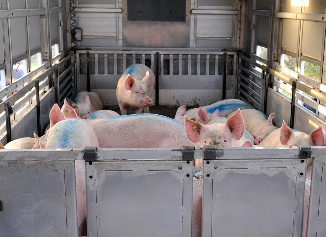 Wie das Entrecote auf den Teller kommt – Ein Tag im grössten Rinder ...